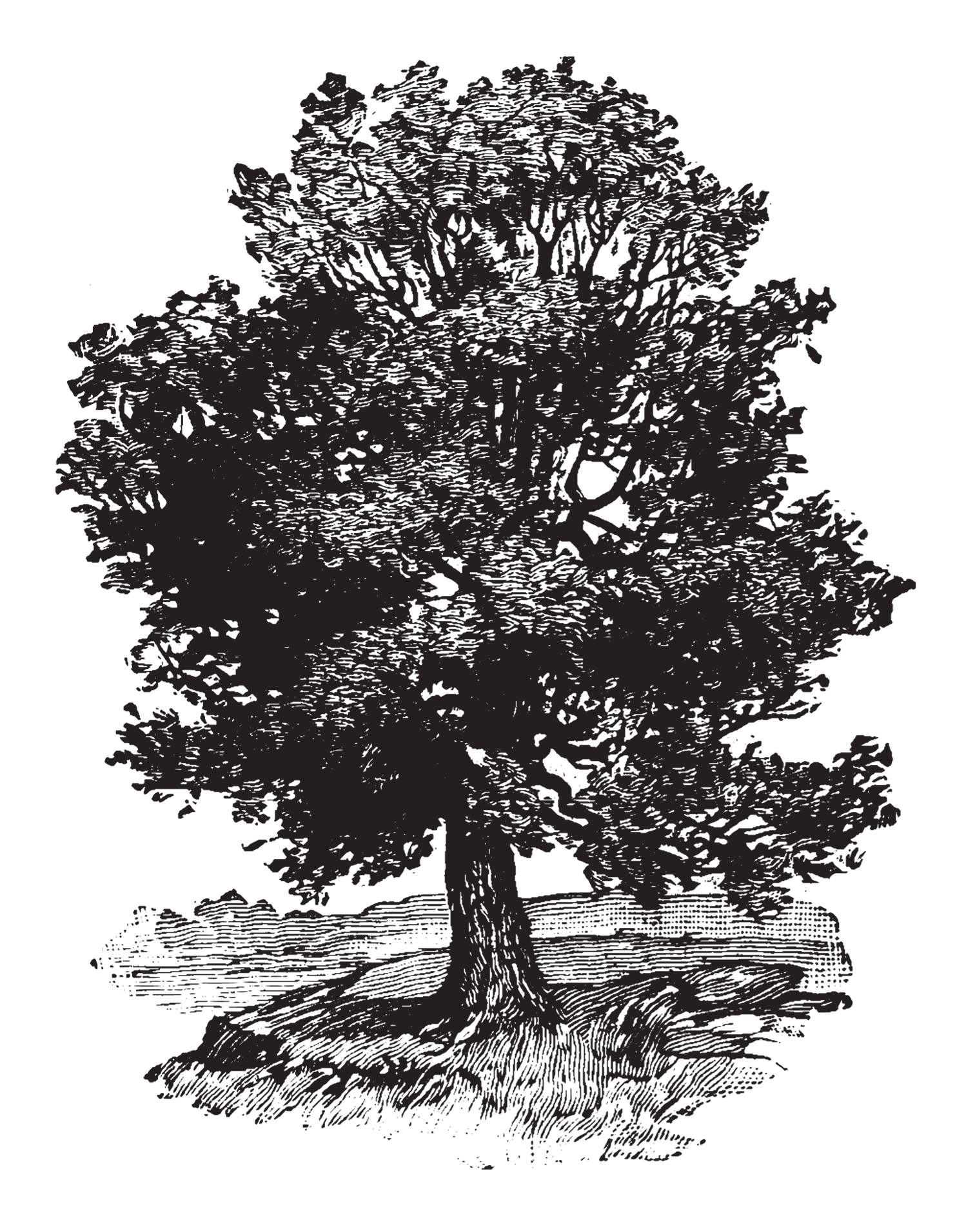 Fees – The Good Tree Therapy